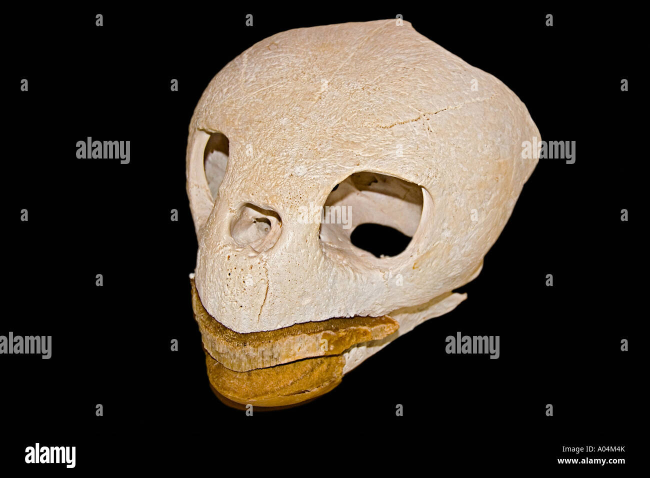 skull of loggerhead sea turtle Caretta caretta endangered species Stock ...