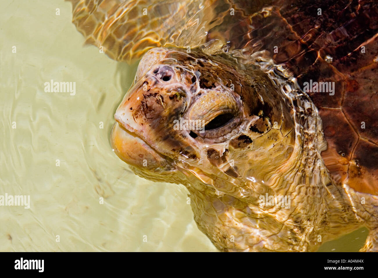 loggerhead sea turtle Caretta caretta breathing endangered species Juno ...