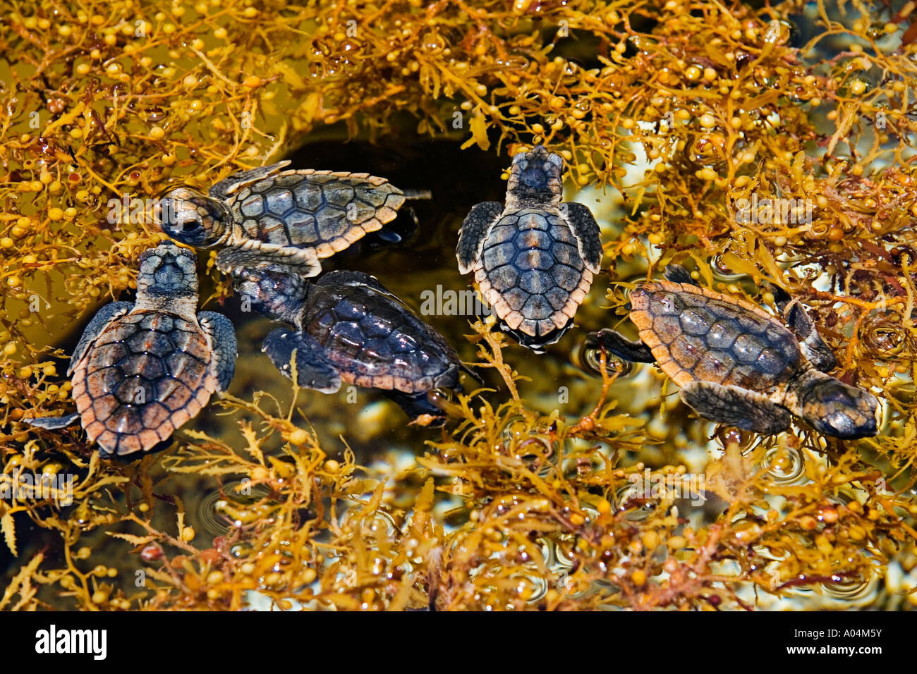 loggerhead turtle hatchlings Caretta caretta taking refuge among ...