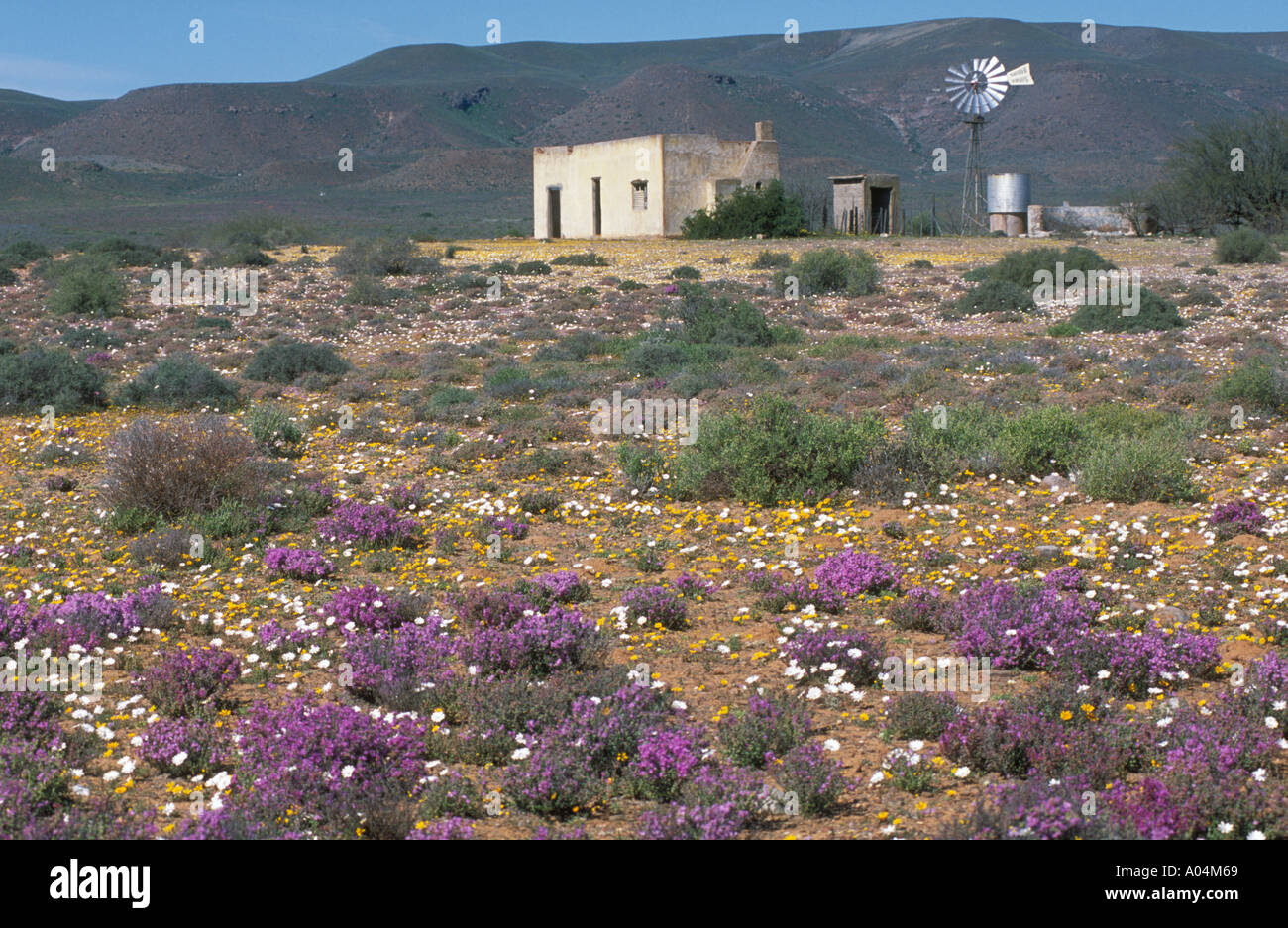 house and wildflowers Nr Nieuwoudtville Namaqualand northern cape South ...