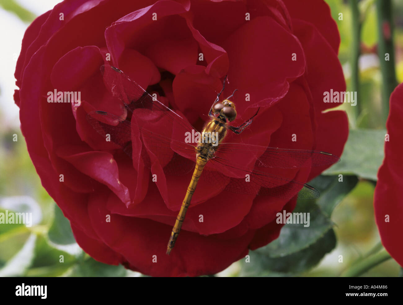 Dragonfly on red Rose Stock Photo - Alamy