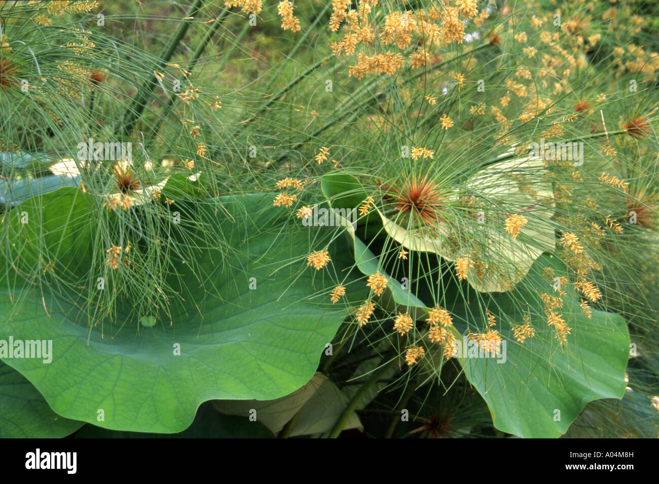 Papyrus bud hi-res stock photography and images - Alamy