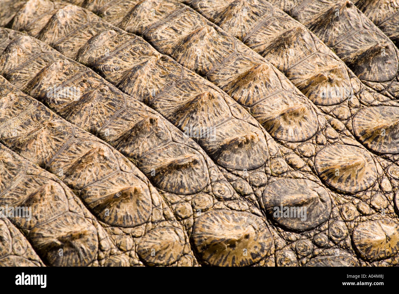 Close up of crocodile skin Stock Photo - Alamy