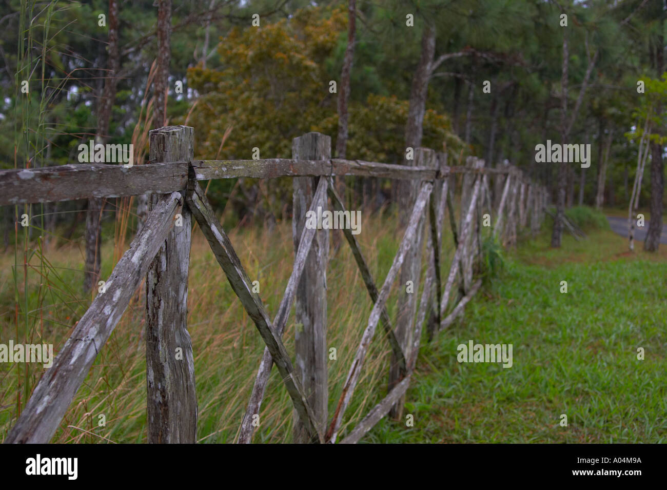 Weed panama hi-res stock photography and images - Alamy