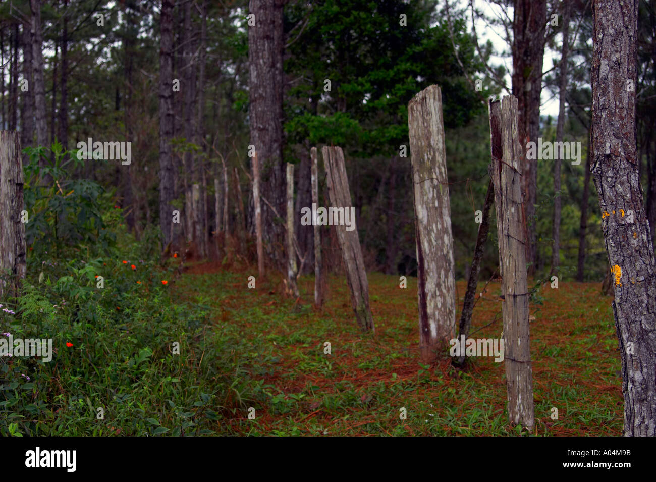 Weed panama hi-res stock photography and images - Alamy