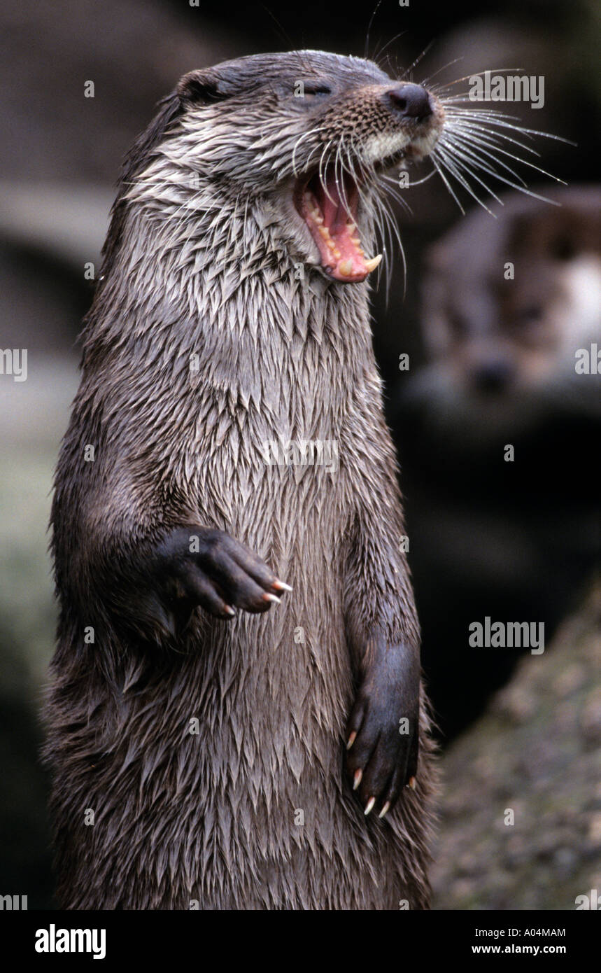 Otter, Lutra lutra, yawn, captive, Europe, Austria, Innsbruck, Alpenzoo ...