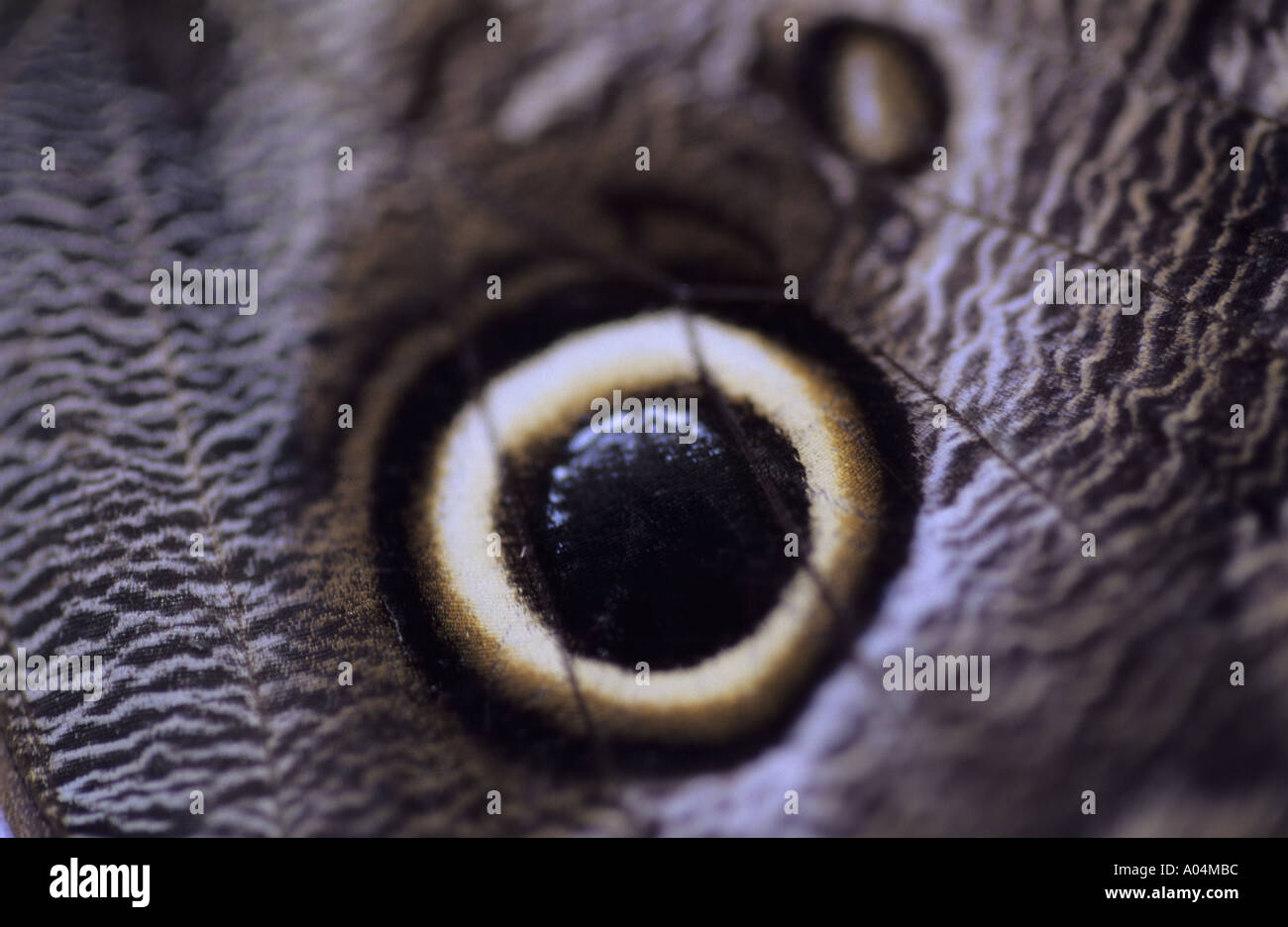 Intricate butterfly wing patterns hi-res stock photography and images ...