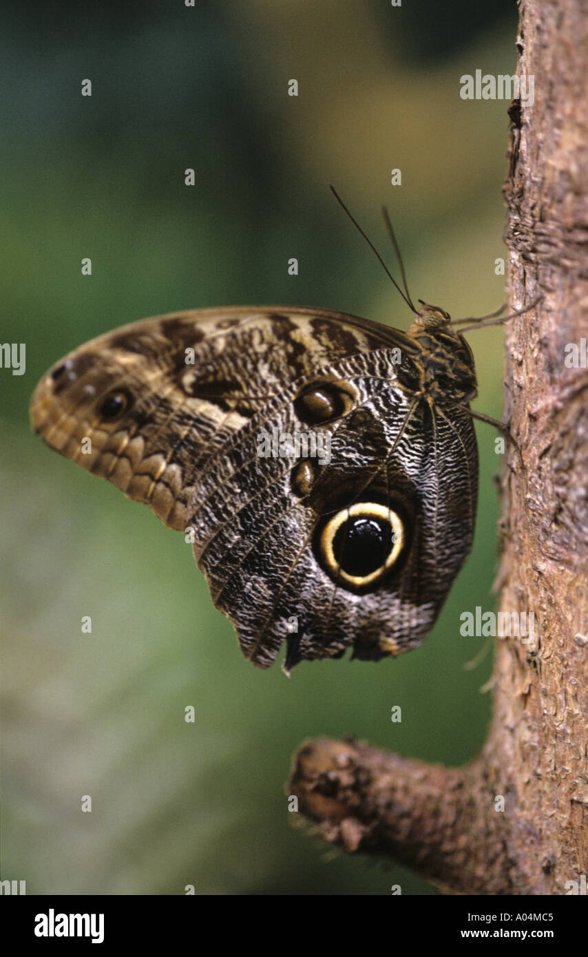 Owl butterfly caligo sp hi-res stock photography and images - Alamy