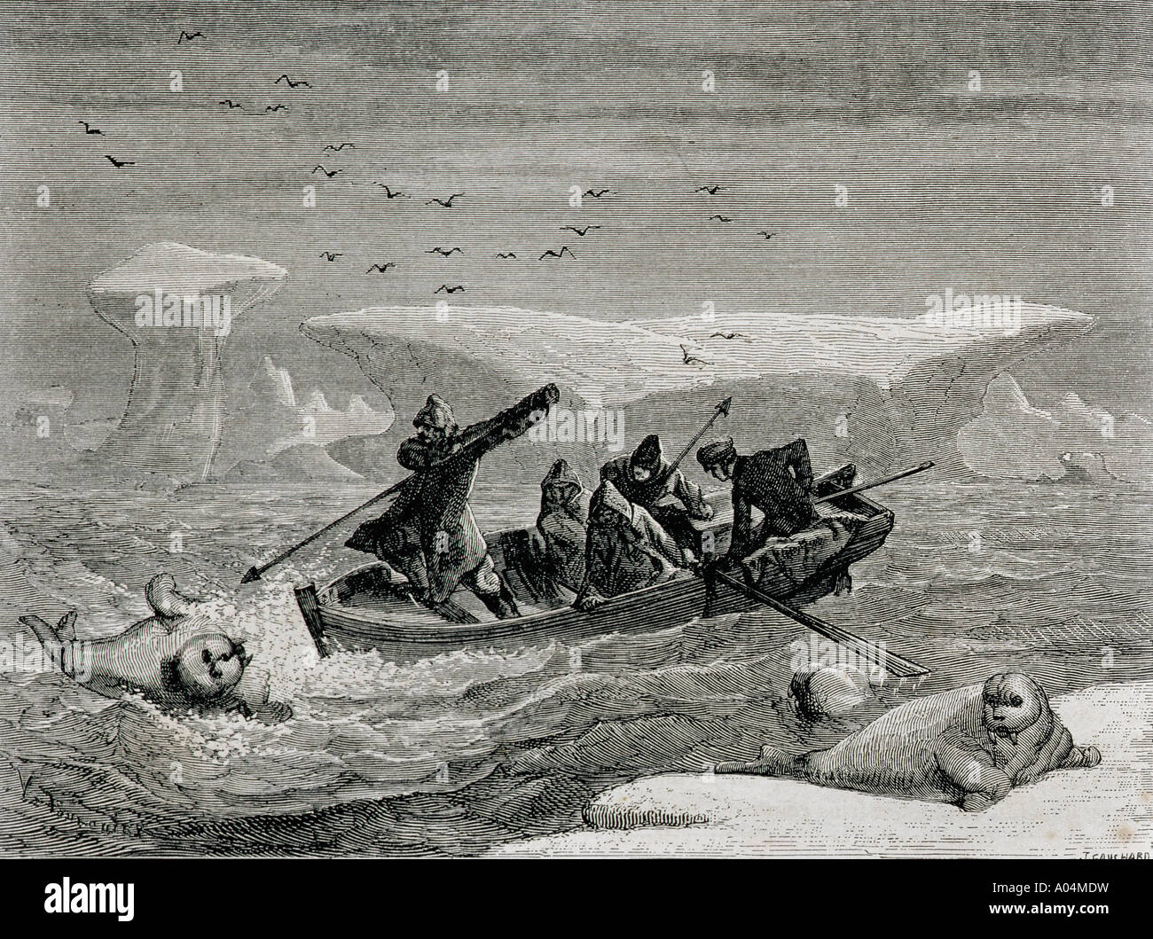 Hunting Walrus with Harpoons in the Spitsbergen Islands, Svalbard ...