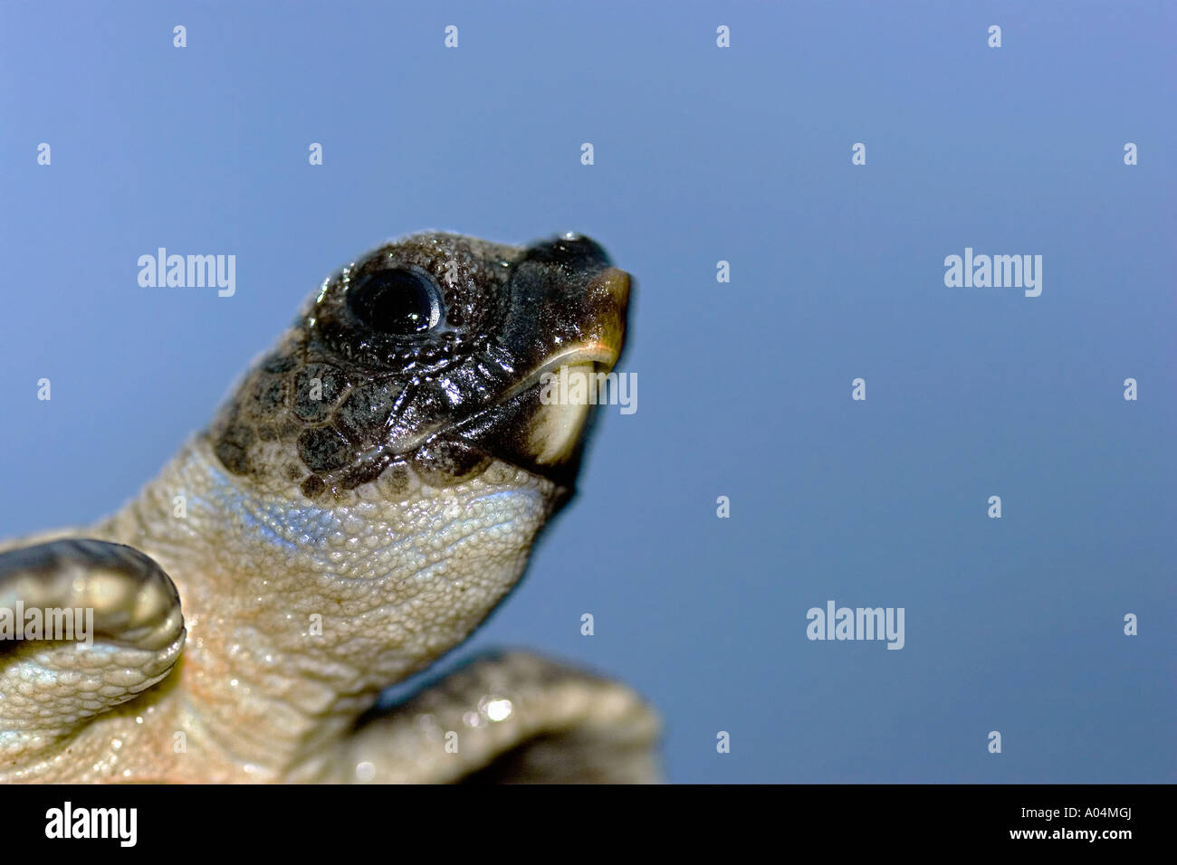loggerhead sea turtle hatchling Caretta caretta endangered species ...