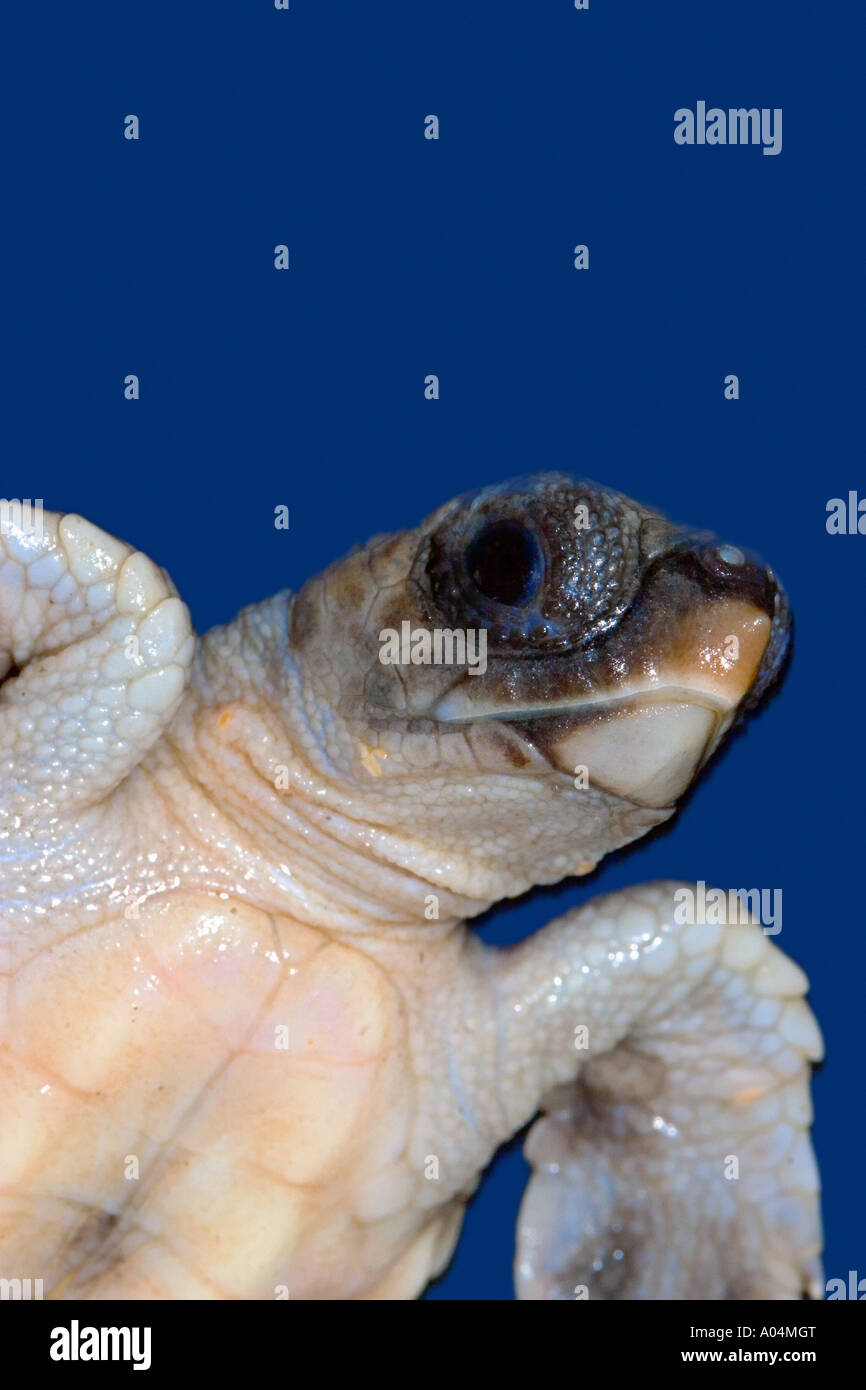 loggerhead sea turtle hatchling Caretta caretta endangered species ...