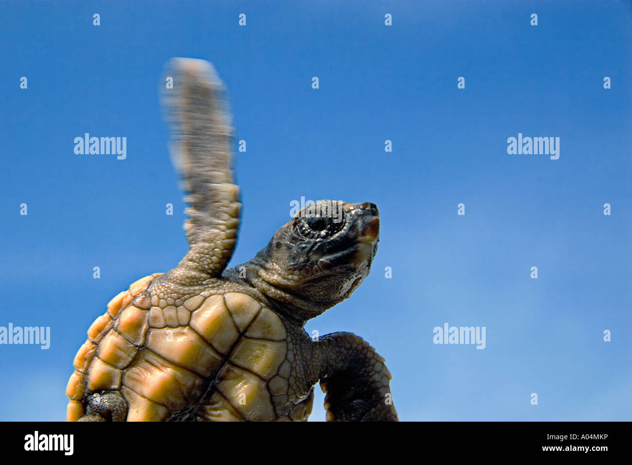 loggerhead sea turtle hatchling Caretta caretta endangered species ...