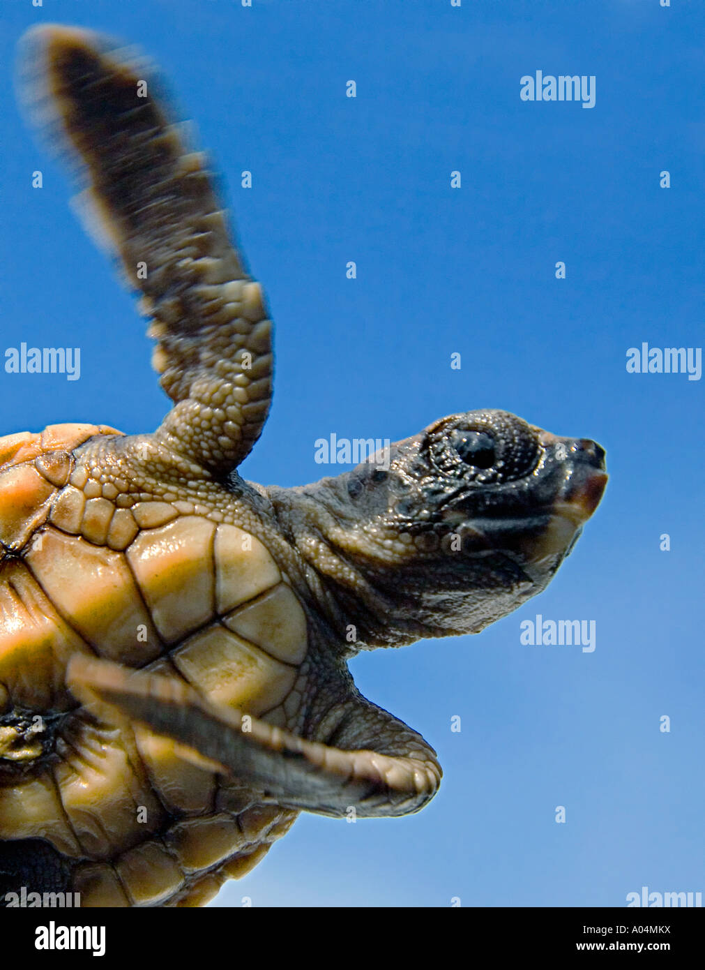 loggerhead sea turtle hatchling Caretta caretta endangered species ...