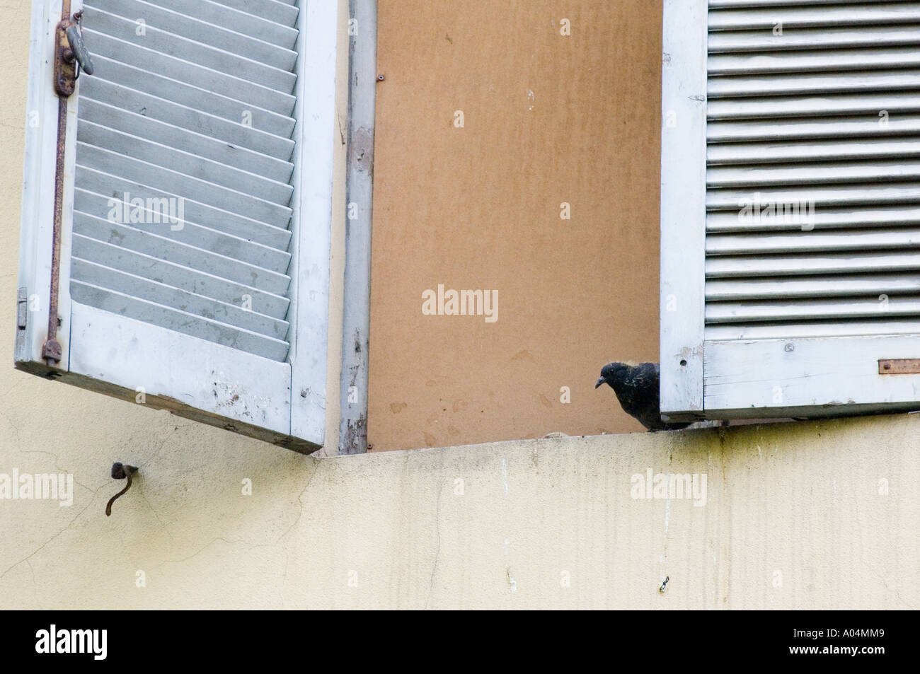 Pigeon and window Stock Photo - Alamy