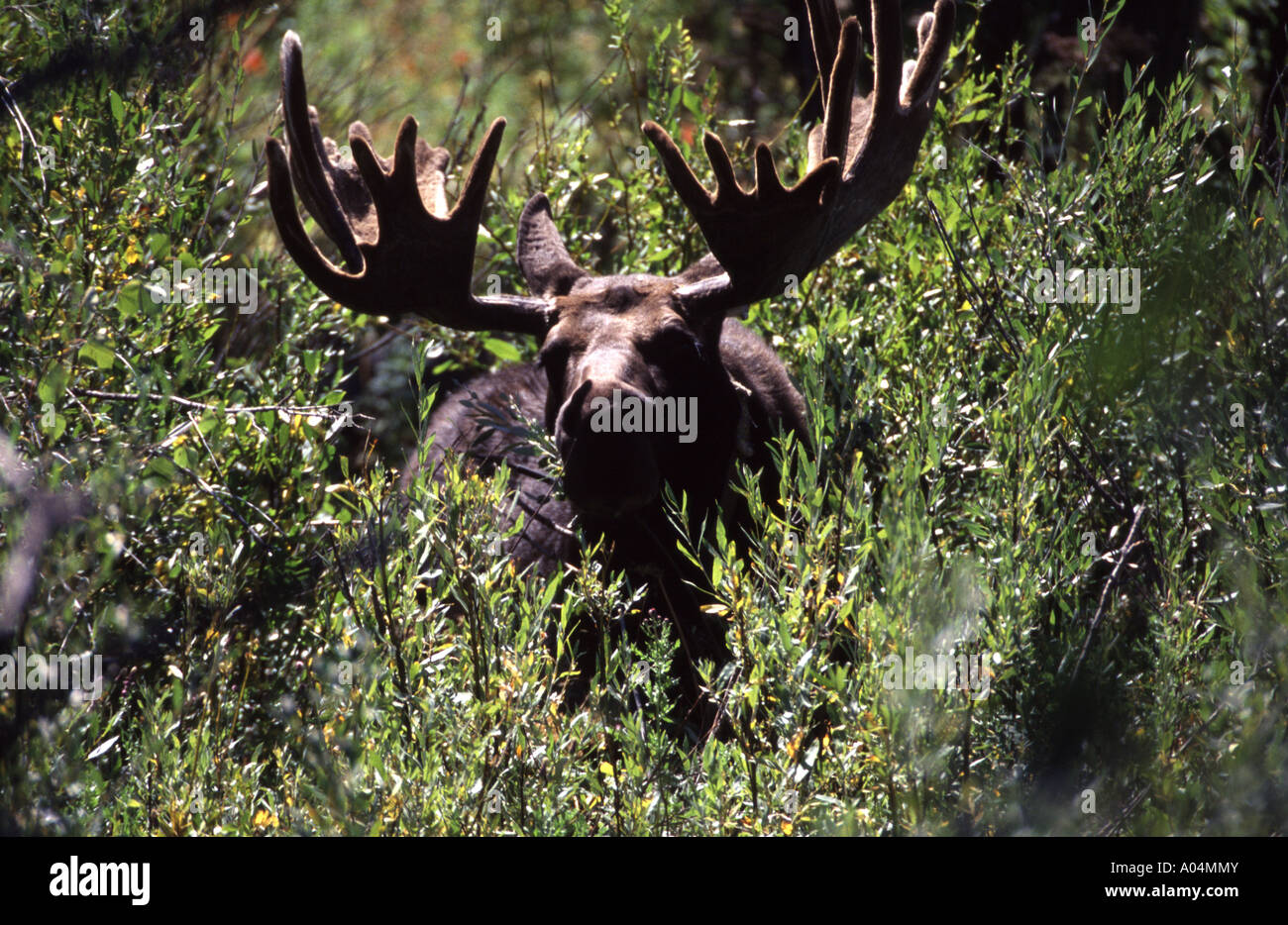 Bull Moose, Alces alces, foraging in the bushes at Oxbow Bend, Teton ...