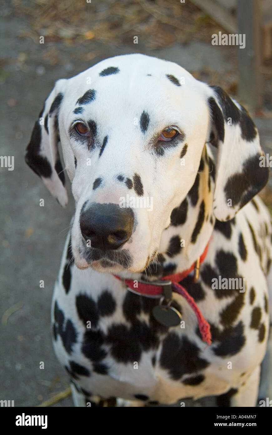 Dalmation portrait hi-res stock photography and images - Alamy