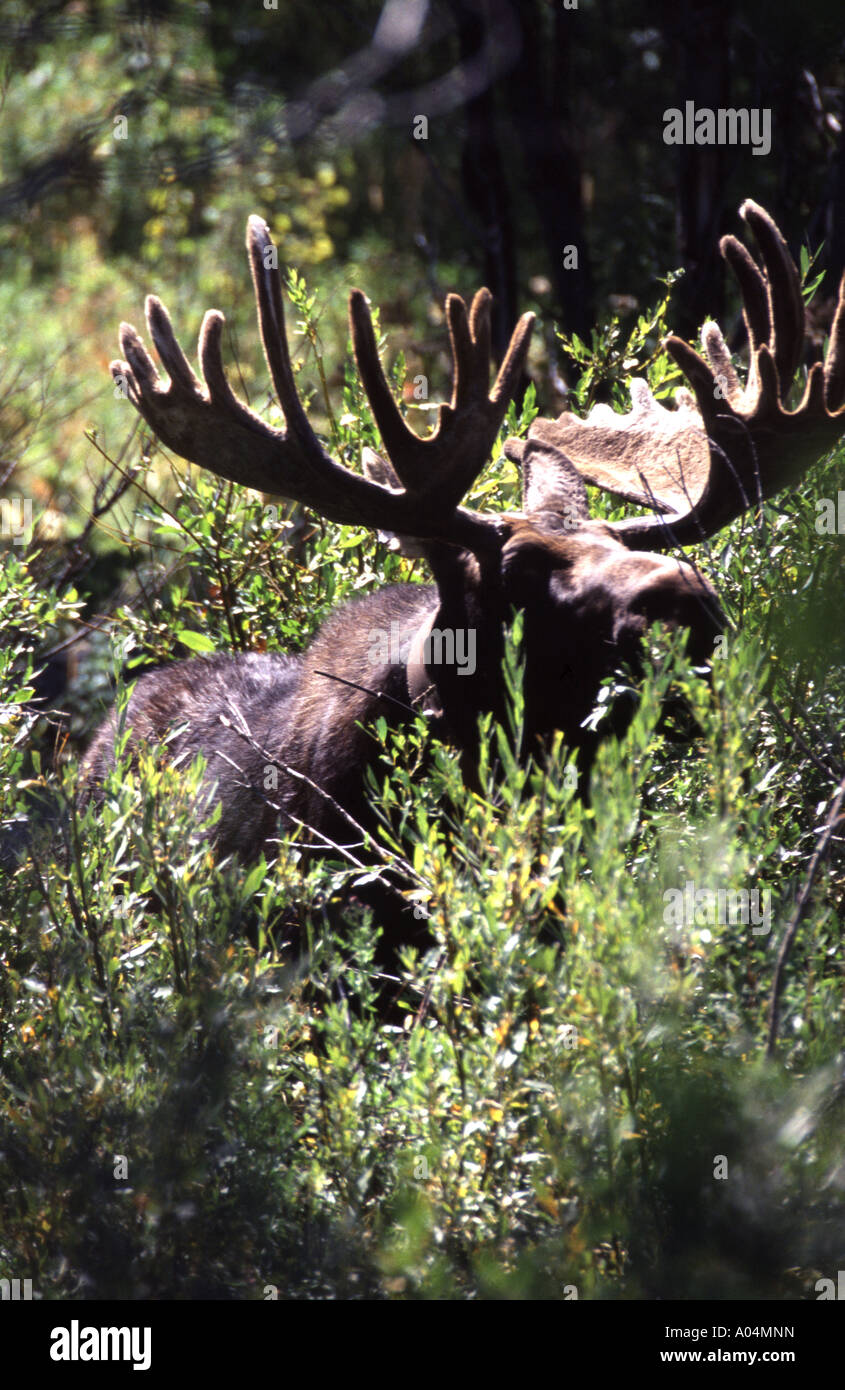 Bull bend hi-res stock photography and images - Alamy