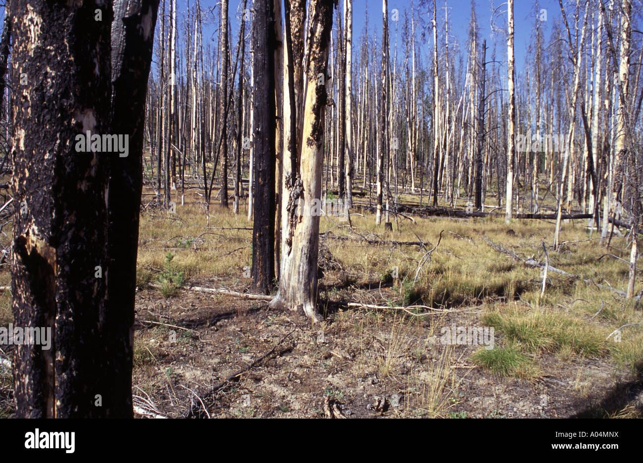 Terrain after fire in hi-res stock photography and images - Alamy