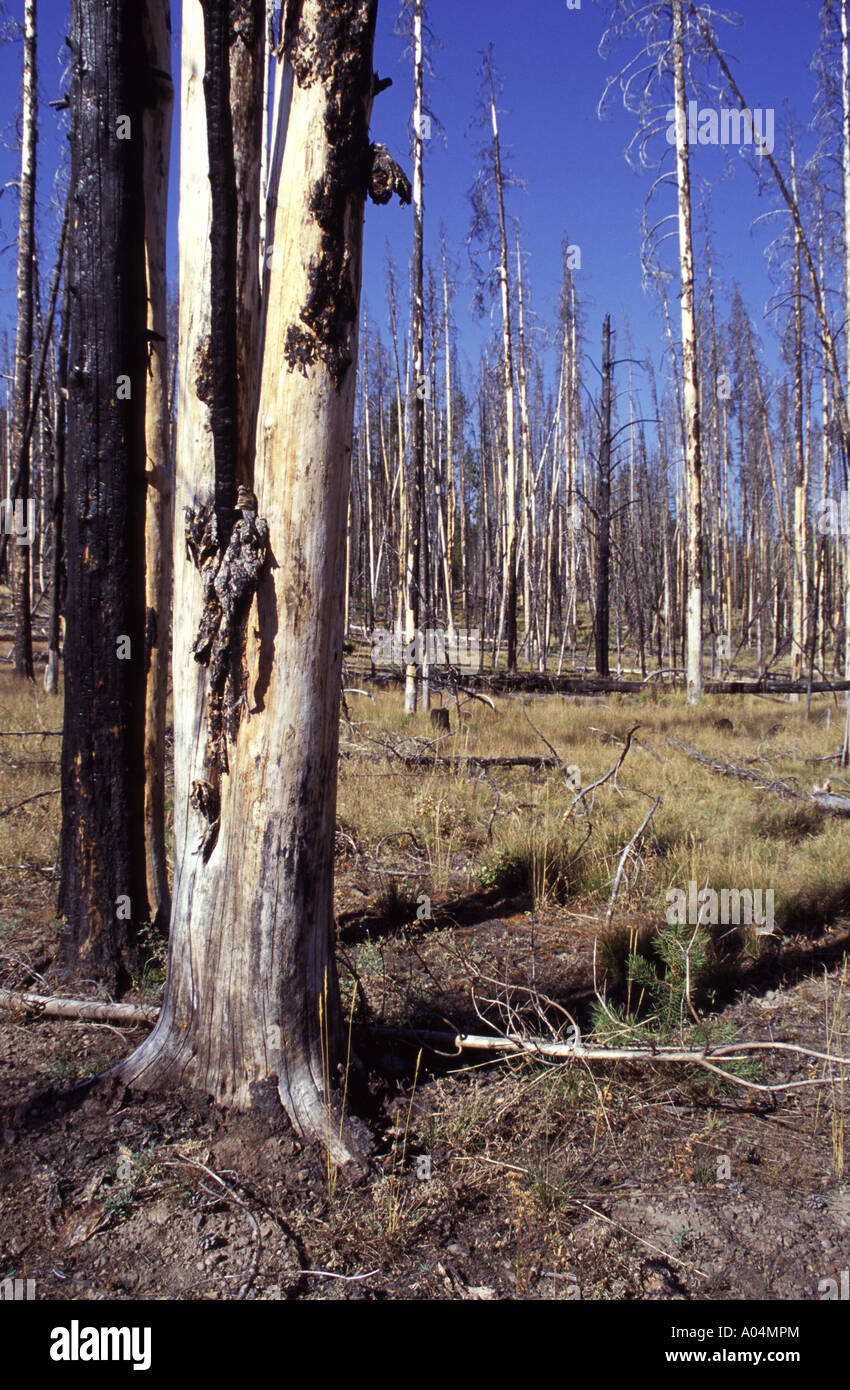 Devastation in Yellowstone National Park after a fire has swept through ...