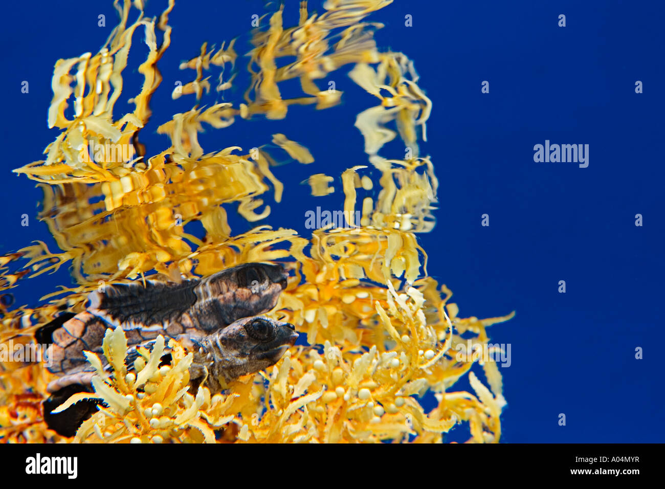 loggerhead sea turtle hatchling Caretta caretta sheltering among ...