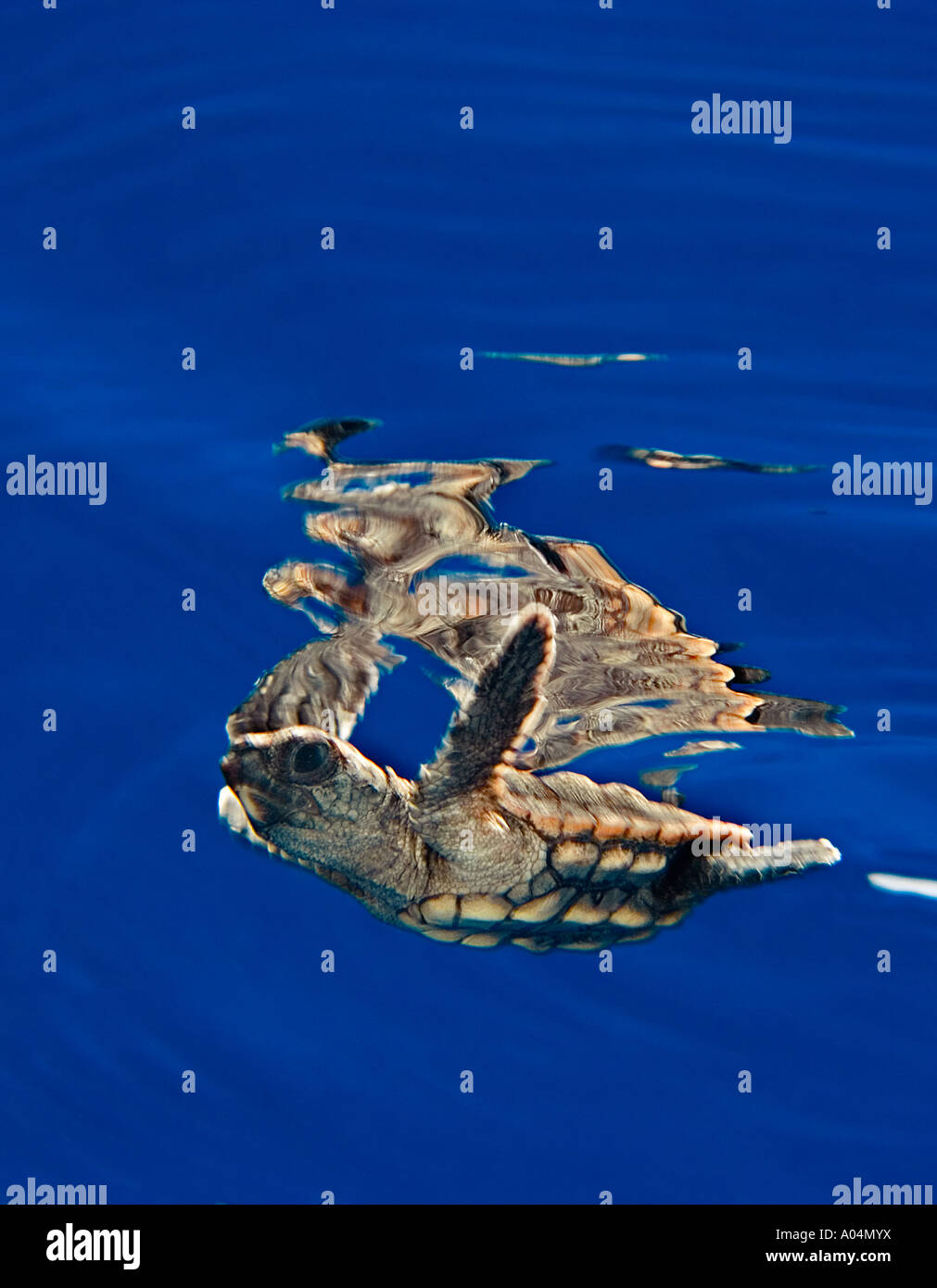 loggerhead sea turtle hatchling Caretta caretta in open water Sargasso ...