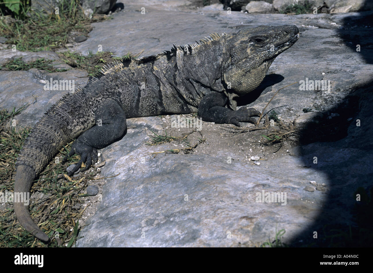 Iguana in mayan ruins tulum hi-res stock photography and images - Alamy