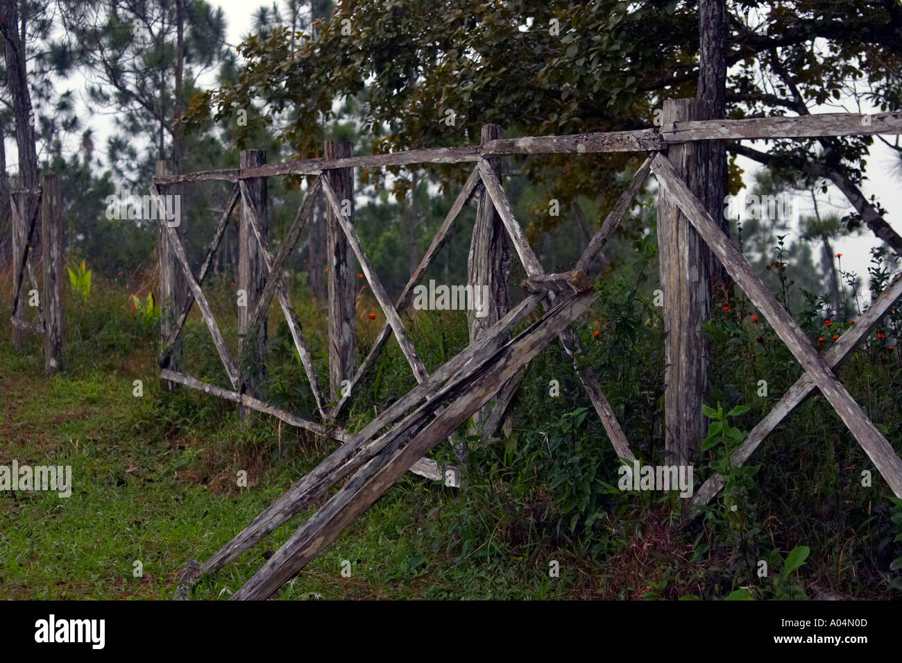 Weed panama hi-res stock photography and images - Alamy