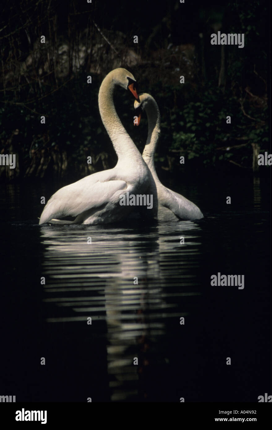 Swans Mating Ritual Stock Photo - Alamy
