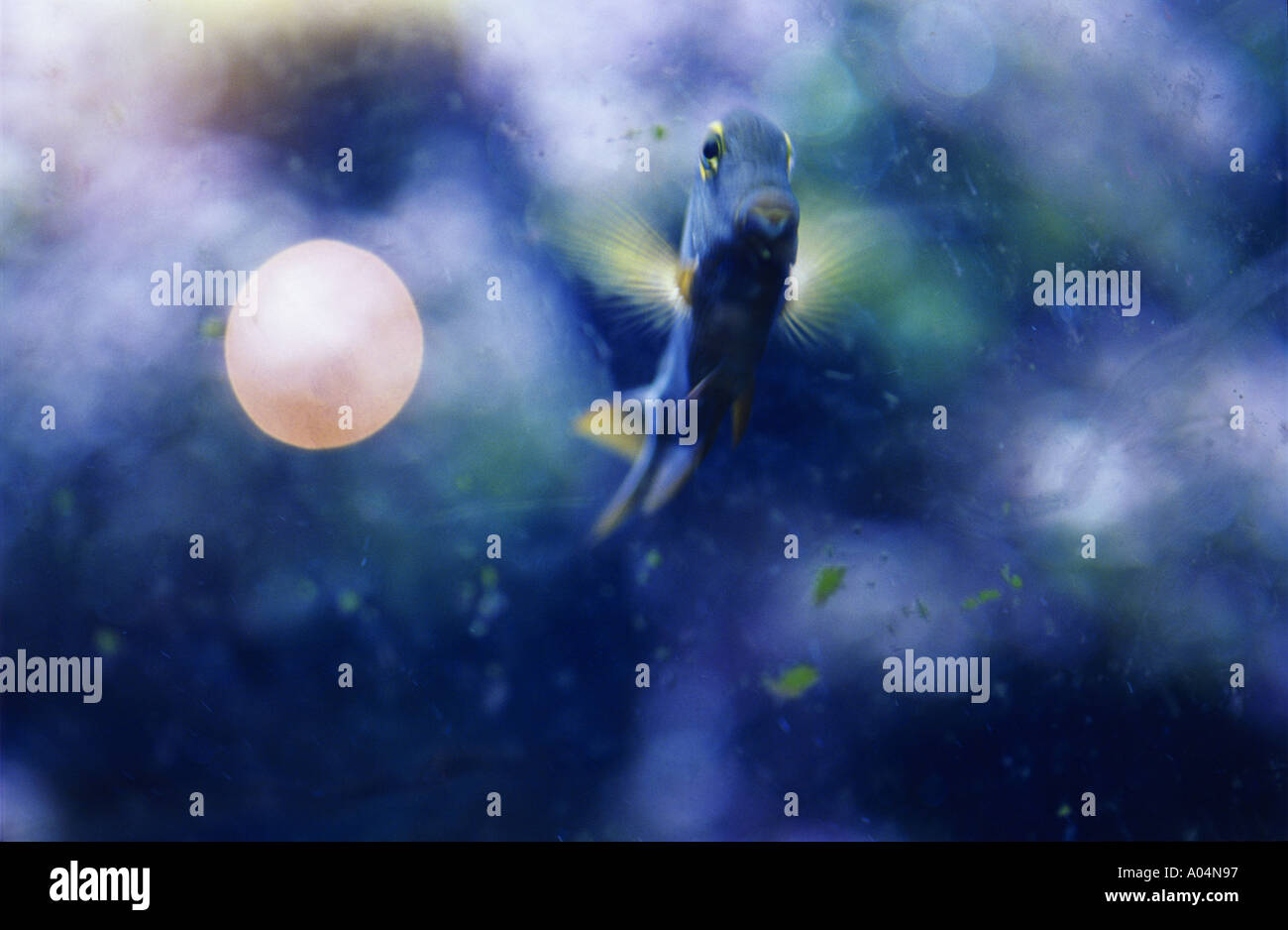 Fish with fins hi-res stock photography and images - Alamy