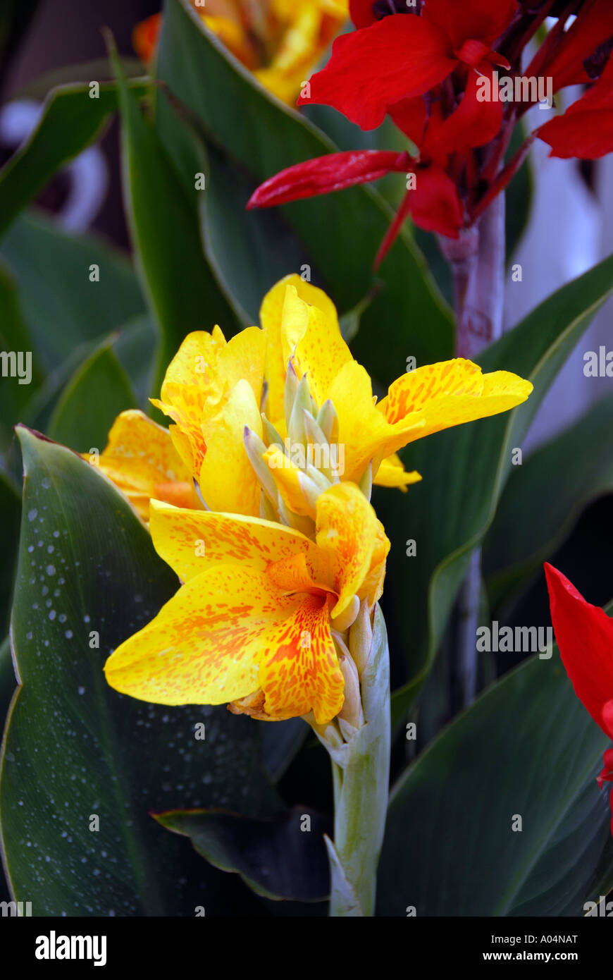 Yellow Indian Shot (Canna Stock Photo - Alamy