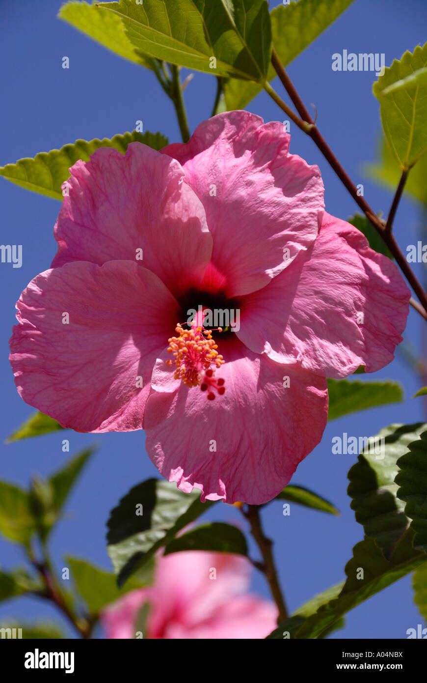Rose of china hi-res stock photography and images - Alamy