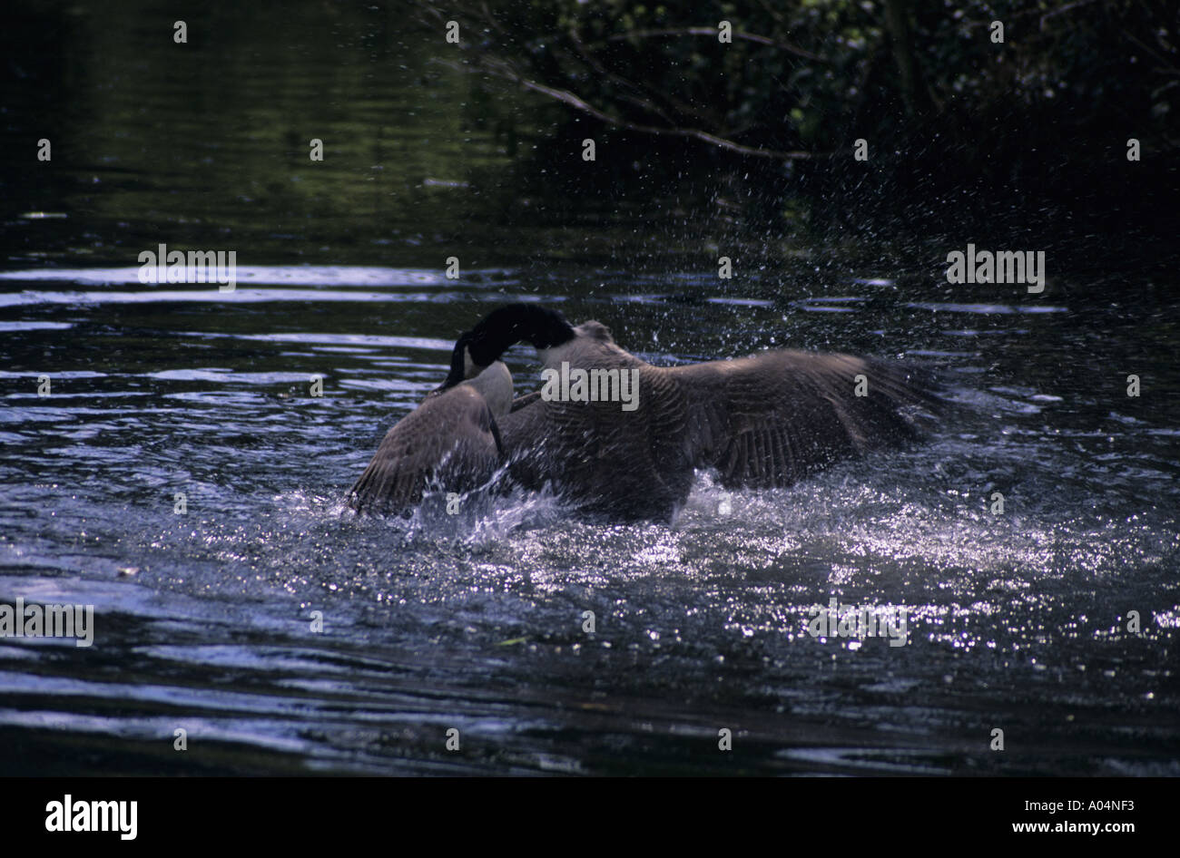 Canada bill brooks hi-res stock photography and images - Alamy