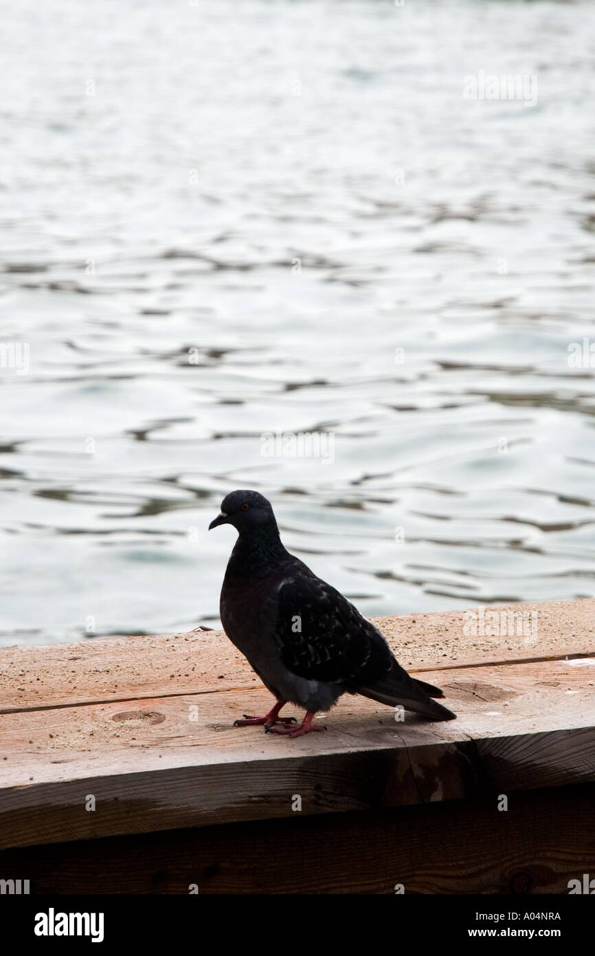 Medium to small pigeon hi-res stock photography and images - Alamy