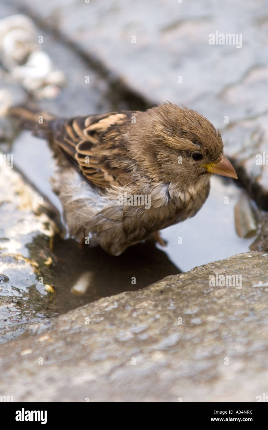 New world sparrow family hi-res stock photography and images - Alamy