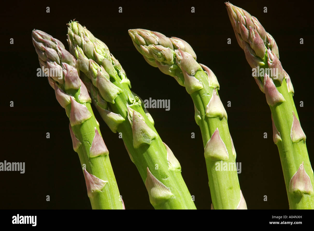 Botany vegetable hi-res stock photography and images - Alamy