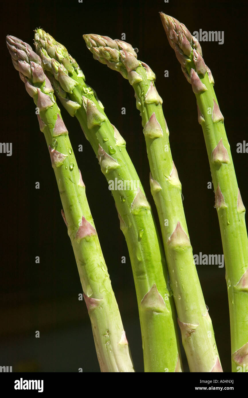 Botany vegetable hi-res stock photography and images - Alamy