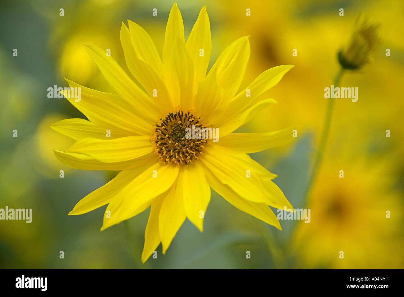 Helianthus plant hi-res stock photography and images - Alamy