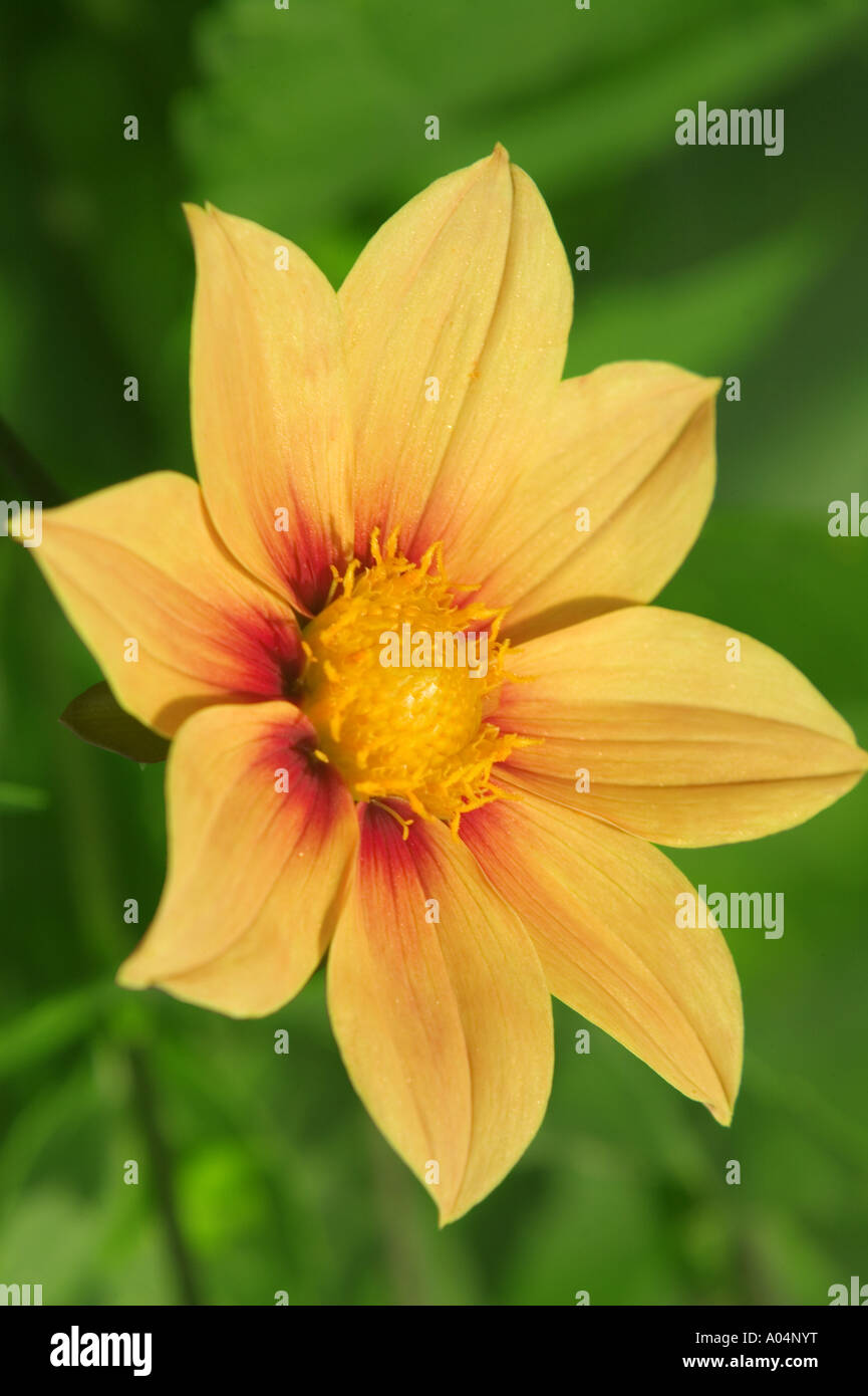 Mignon dahlia dahlia hi-res stock photography and images - Alamy