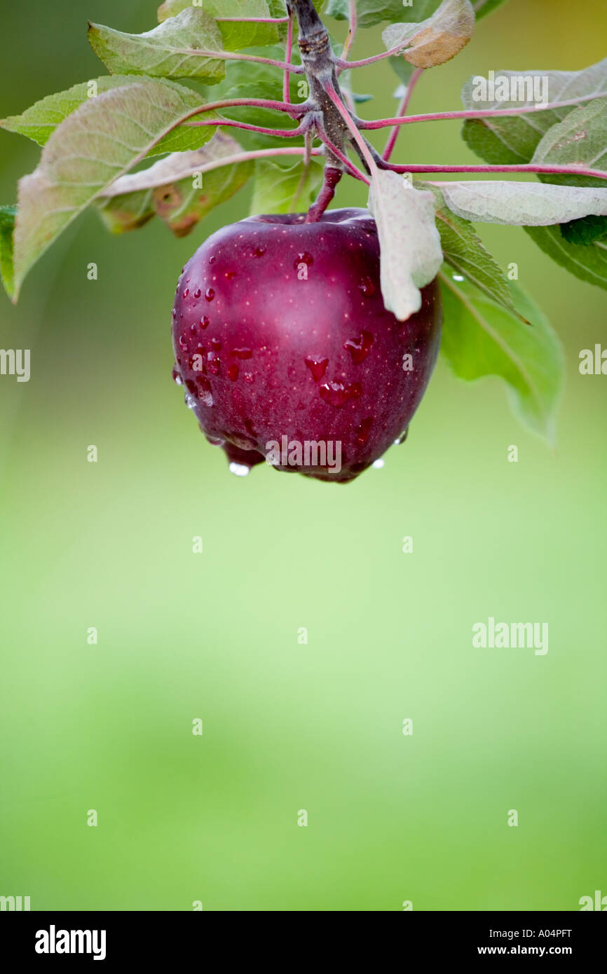 Fresh Apple on trees Stock Photo - Alamy