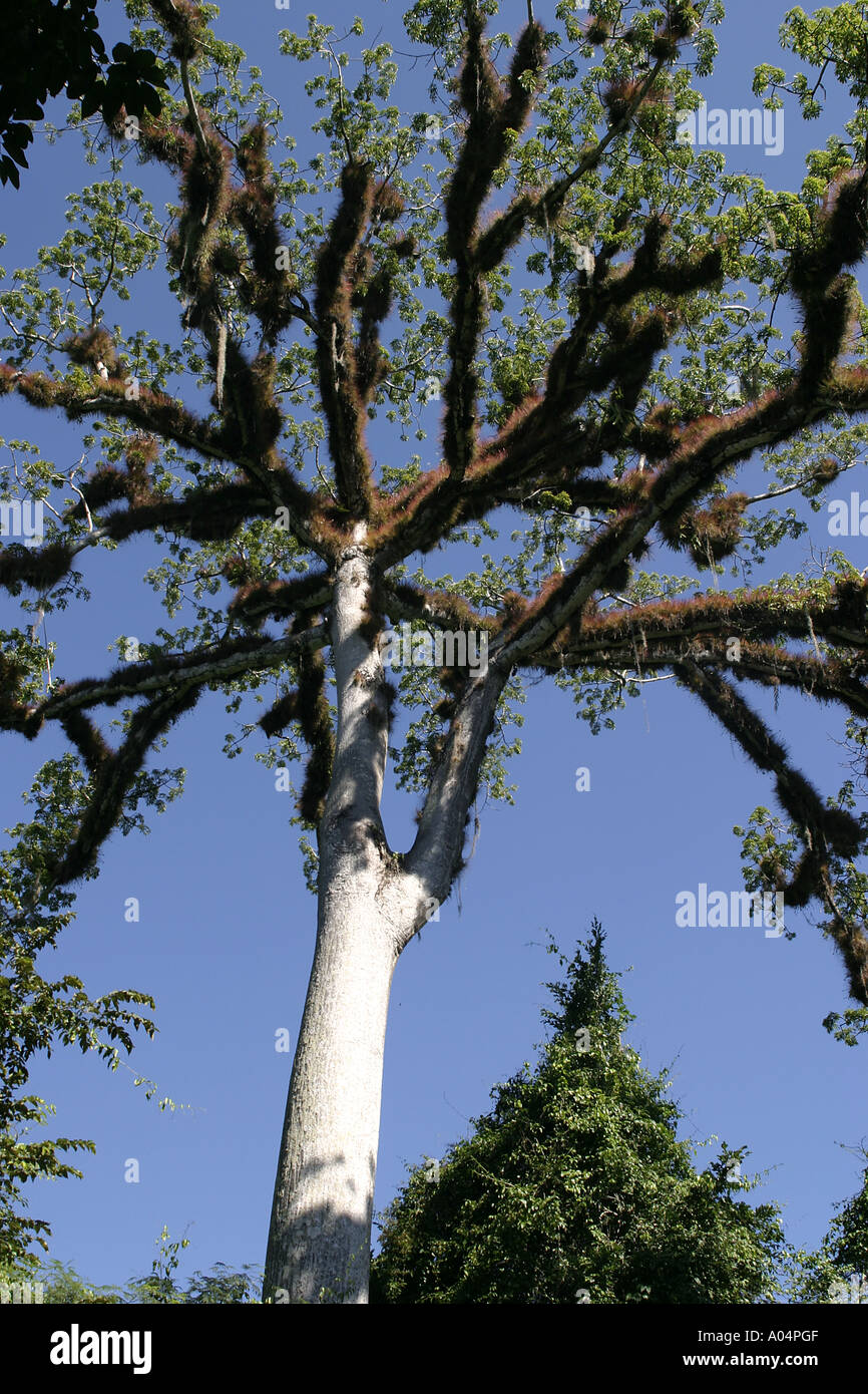 Ceiba tree tikal hi-res stock photography and images - Alamy