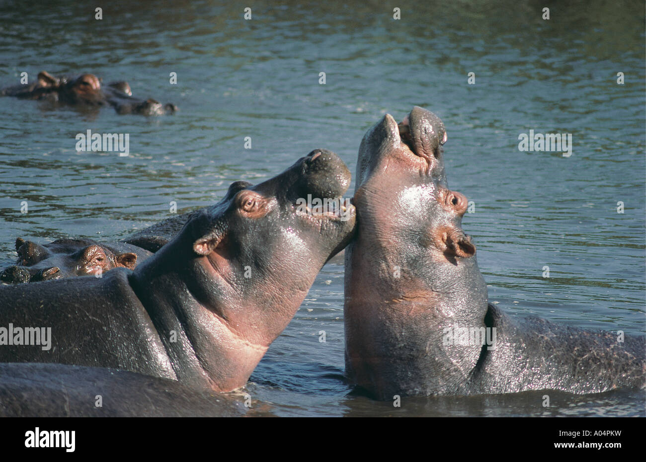 Two Hippo play fighting in a pool in the Ngorongoro Crater Tanzania ...