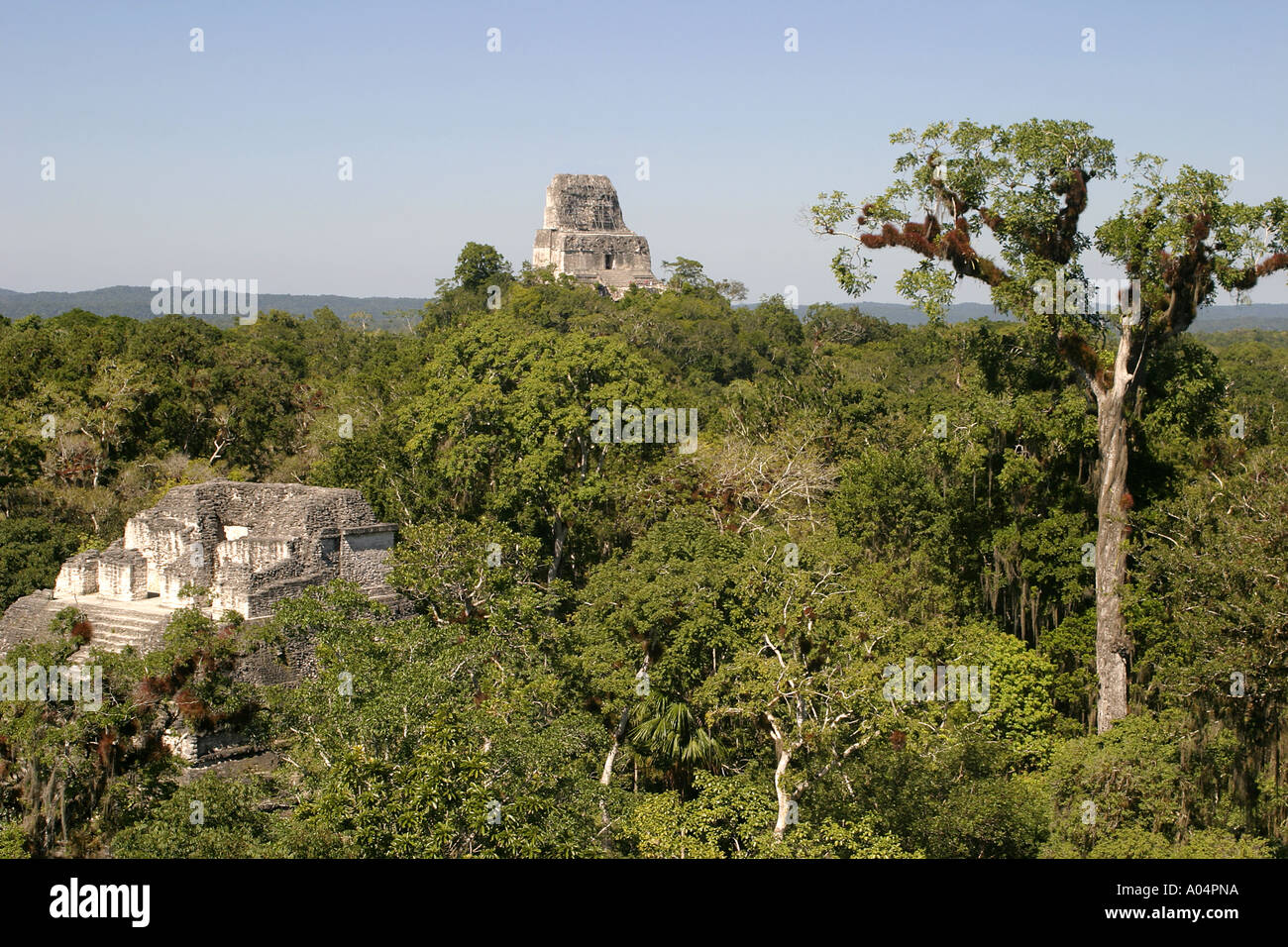 Guatemala. Tikal. Temple 4 & Jungle Stock Photo - Alamy
