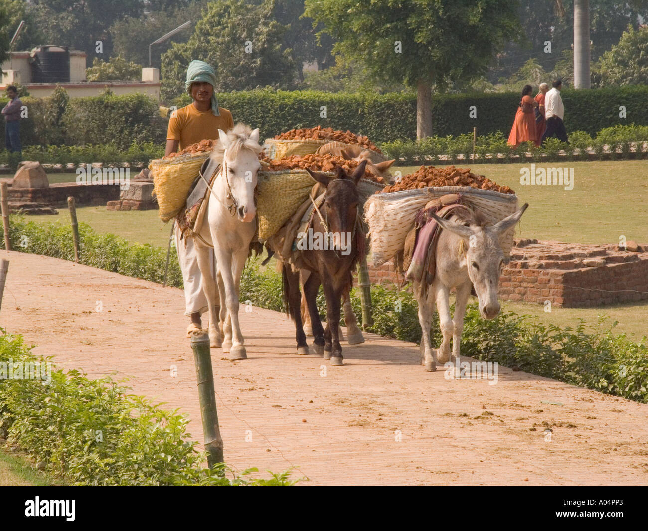 Donkeys carrying load hi-res stock photography and images - Alamy