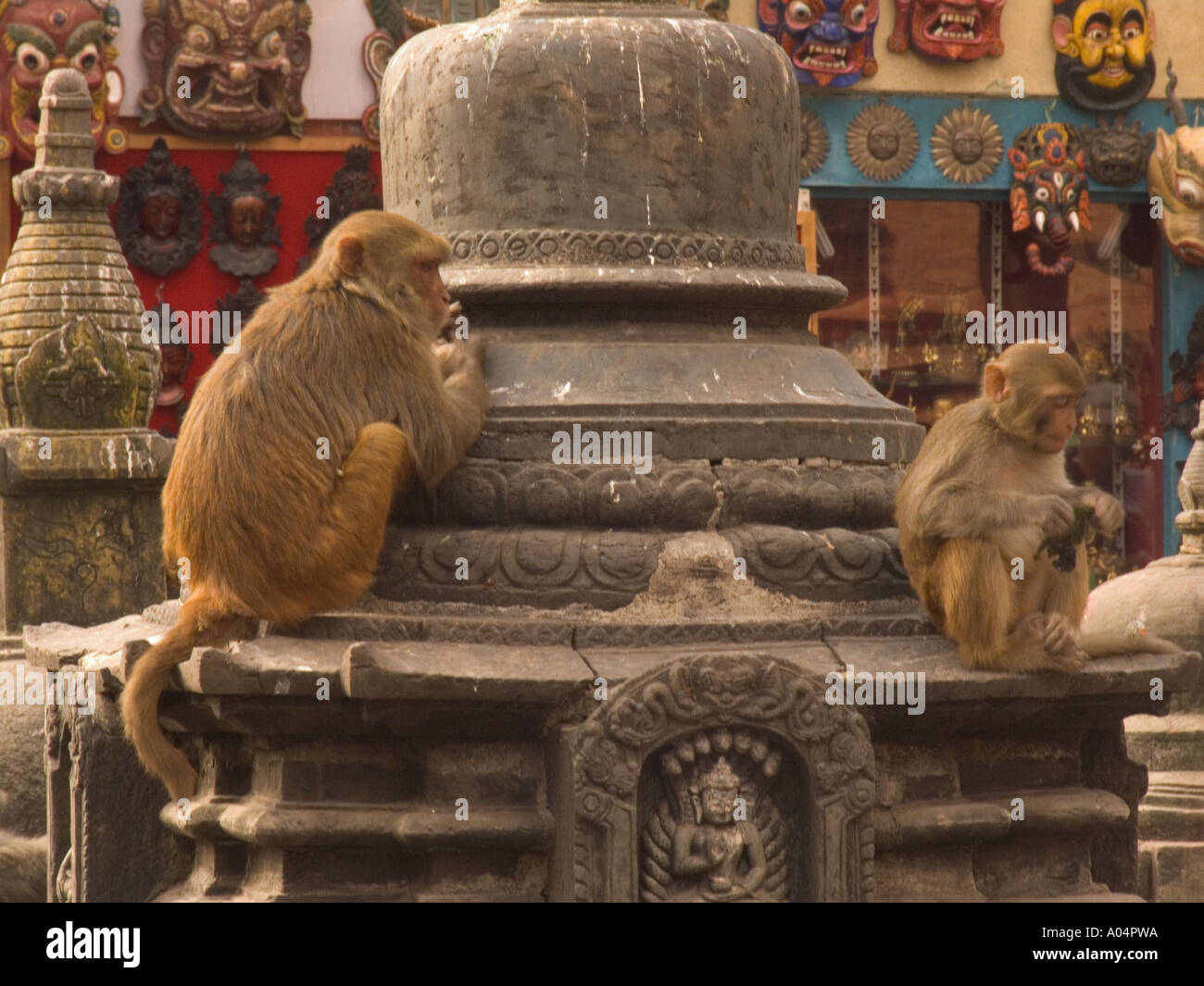 Nepal Monkey Temple Feeding High Resolution Stock Photography and ...