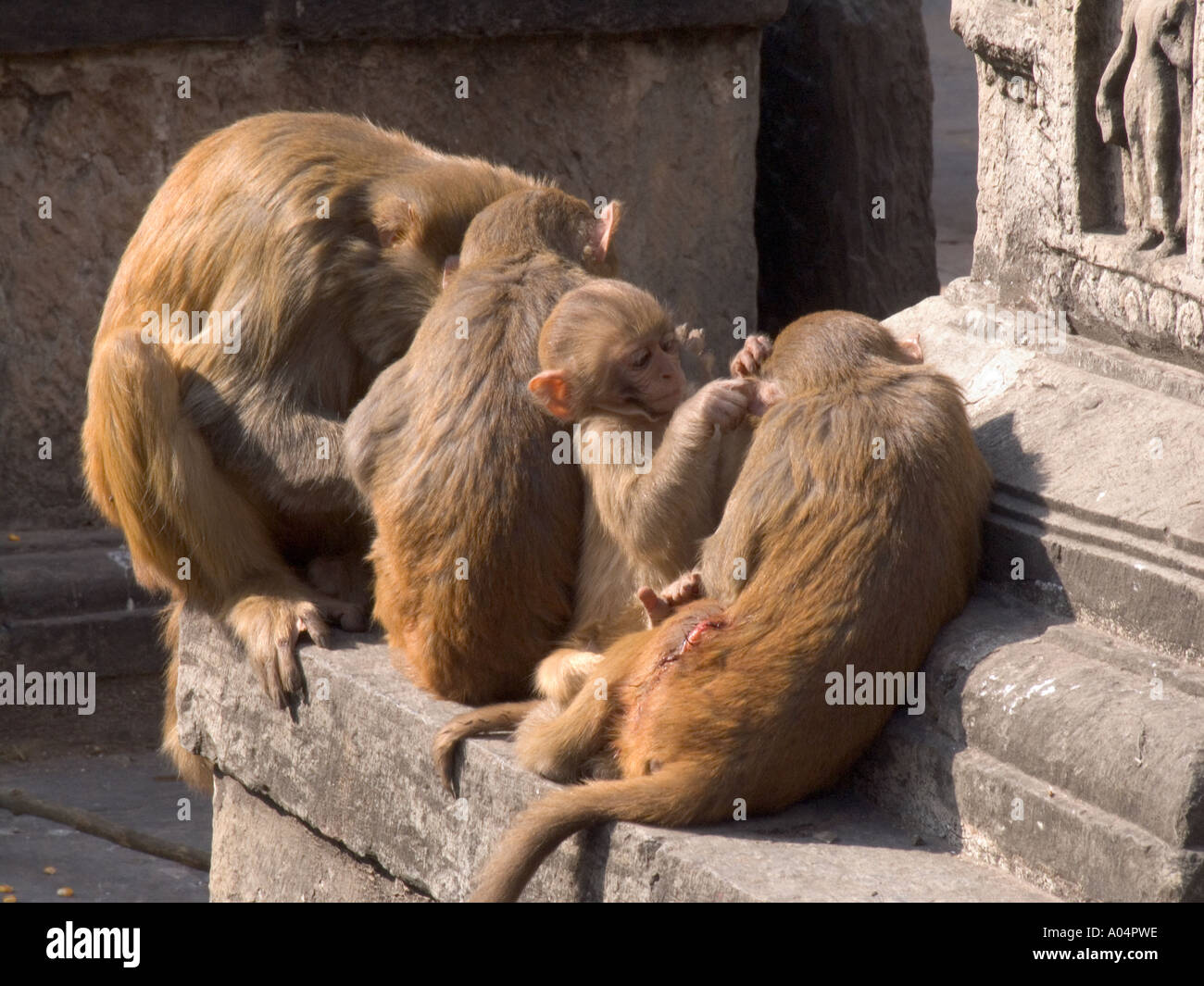 KATHMANDU NEPAL November Some of the golden langur monkeys that live at ...