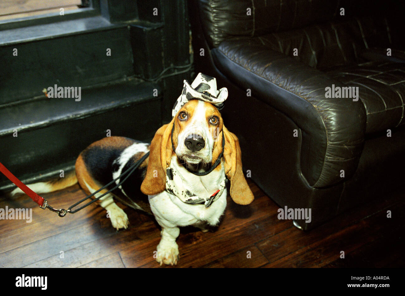 Dog lock hi-res stock photography and images - Alamy