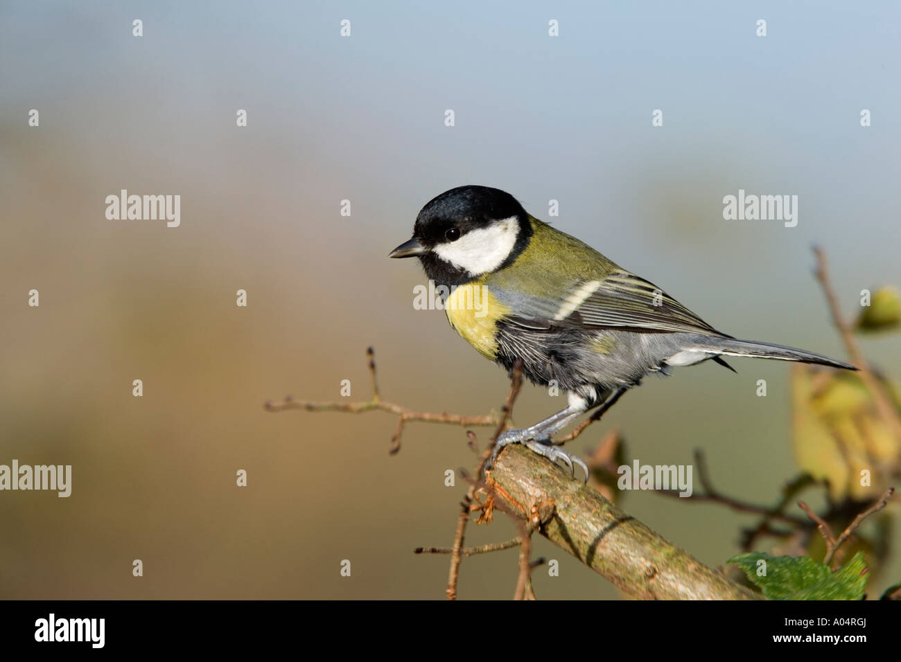 Great tit Parus major with feather abnominally perched on branch ...