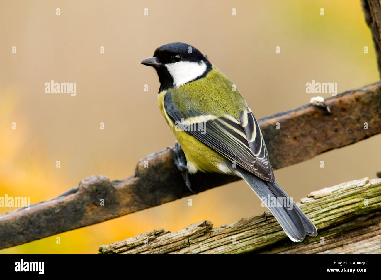 Parus major british hi-res stock photography and images - Alamy