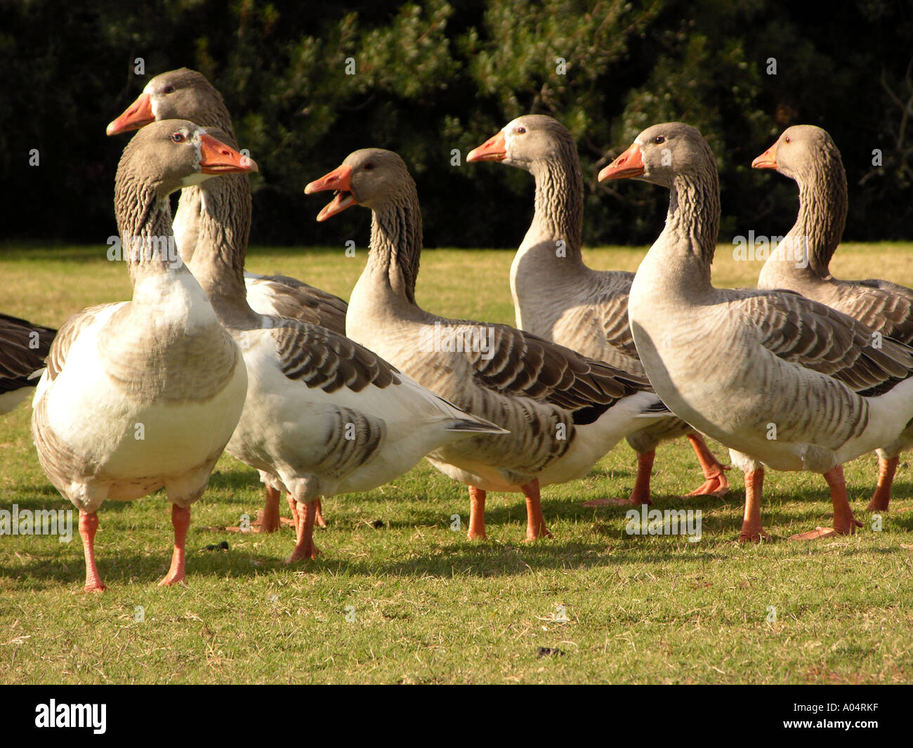 THE WILD GOOSE CHASE Stock Photo - Alamy