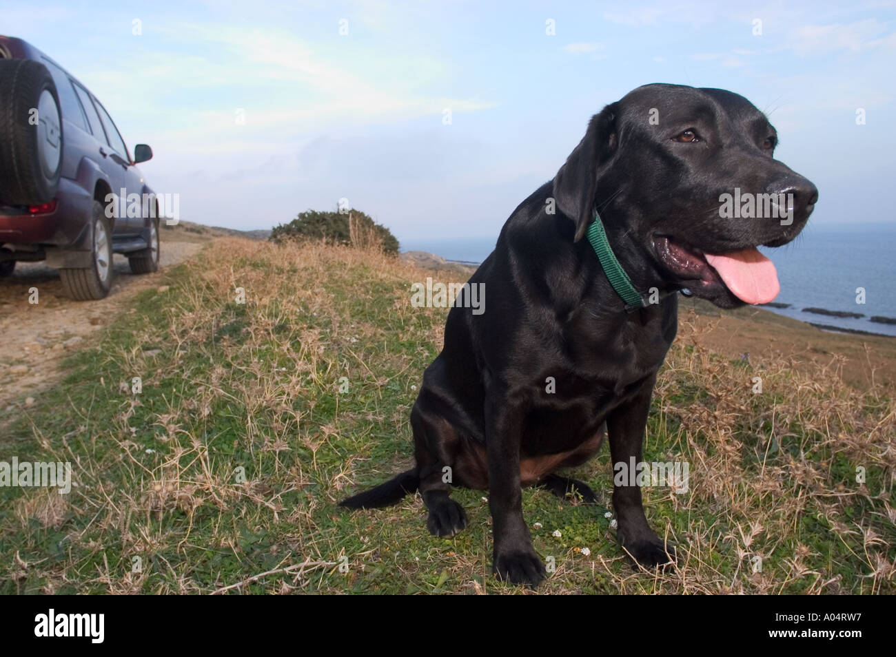 A friendly looking dog resting his bones in the countryside Stock Photo ...